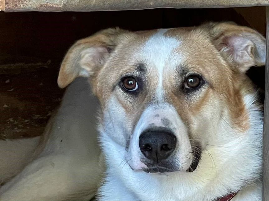 Славный молодой пёсик грустит в приюте