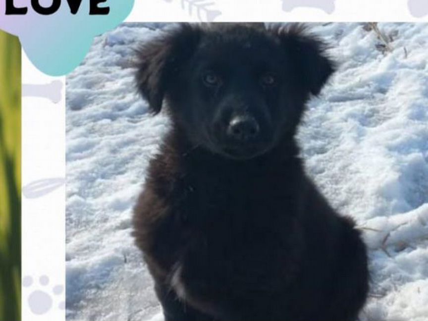 Собака в добрые руки