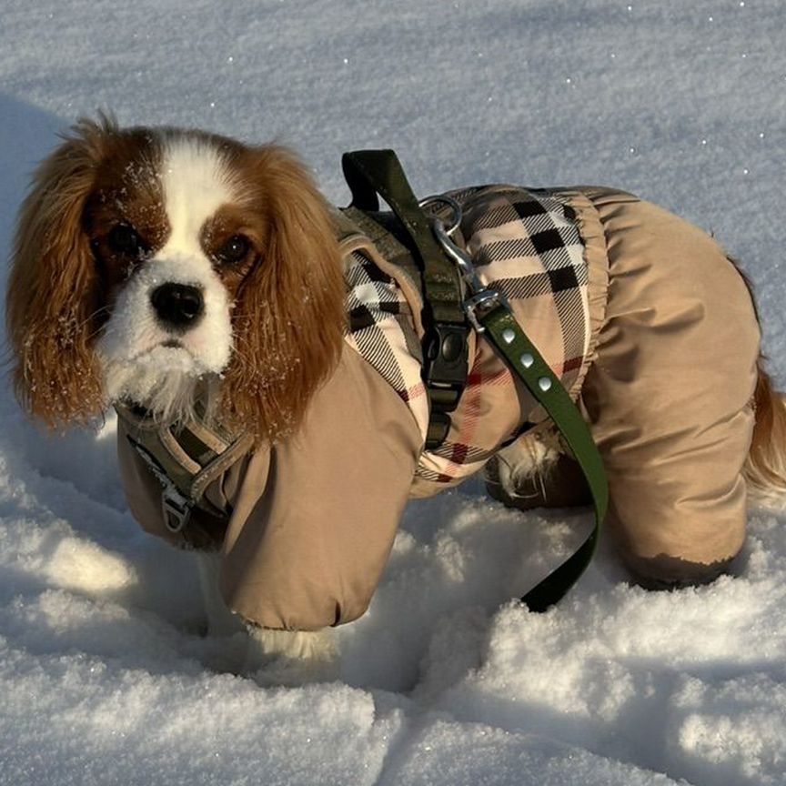 Зимний комбинезон для собаки