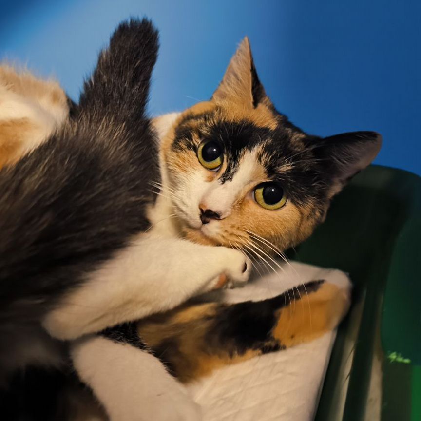 Взрослая, Девочка кошка в добрые руки