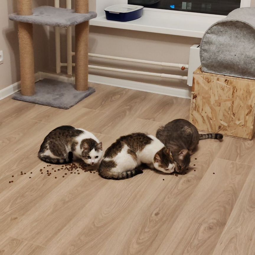3 кота Миша, Ева, Ада - выбирай любого