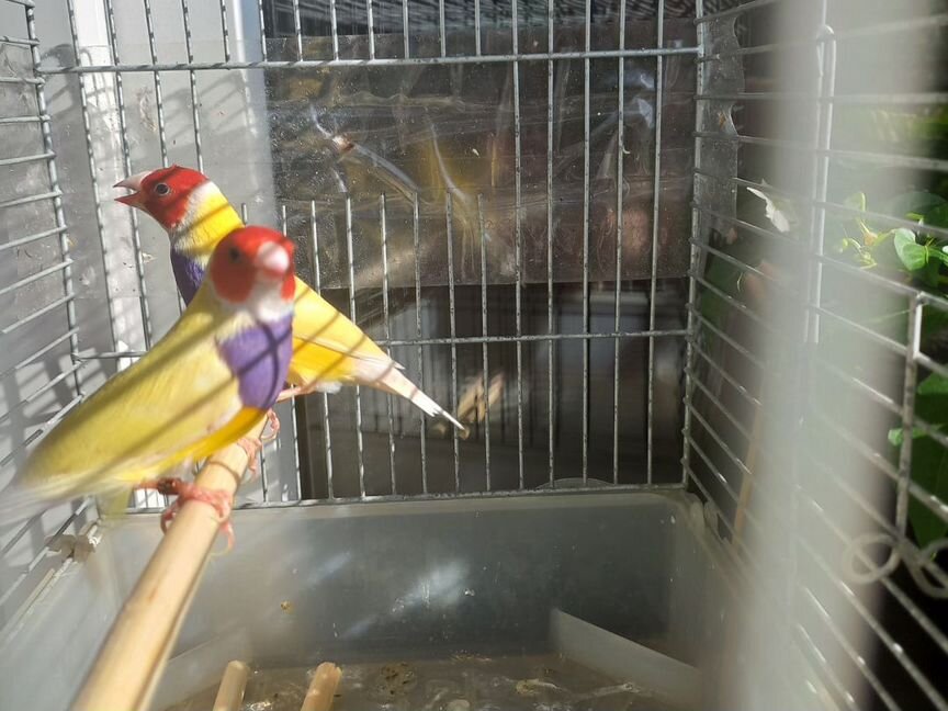 Амадины гульда 2 самца 29 05 22г