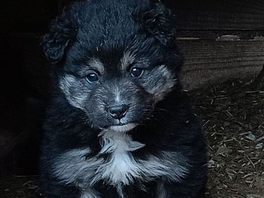 Собака в добрые руки щенок