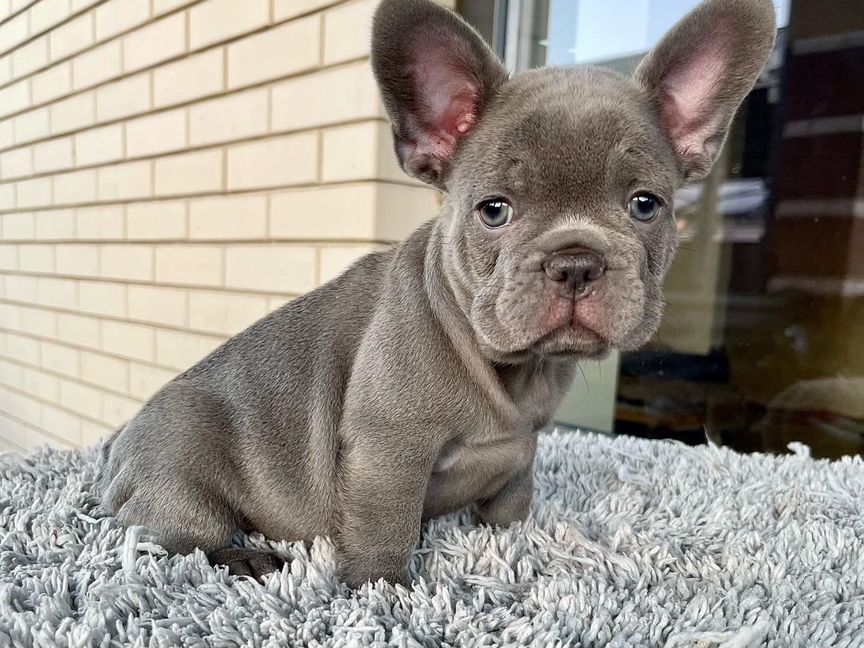 Французский будьдог