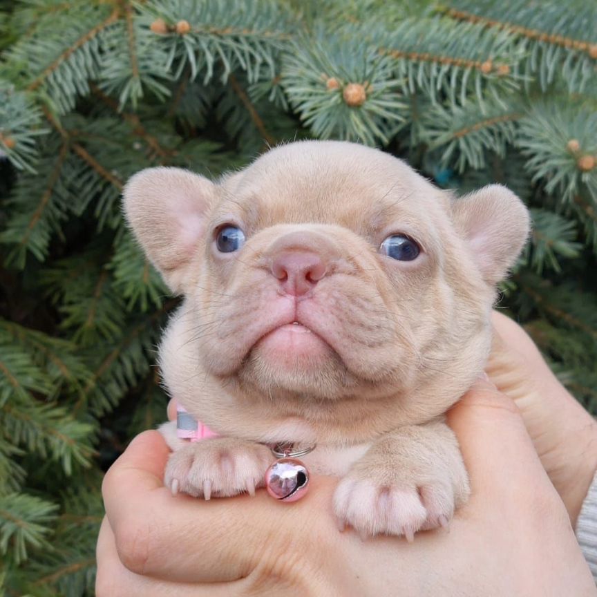 Изабелла девочка