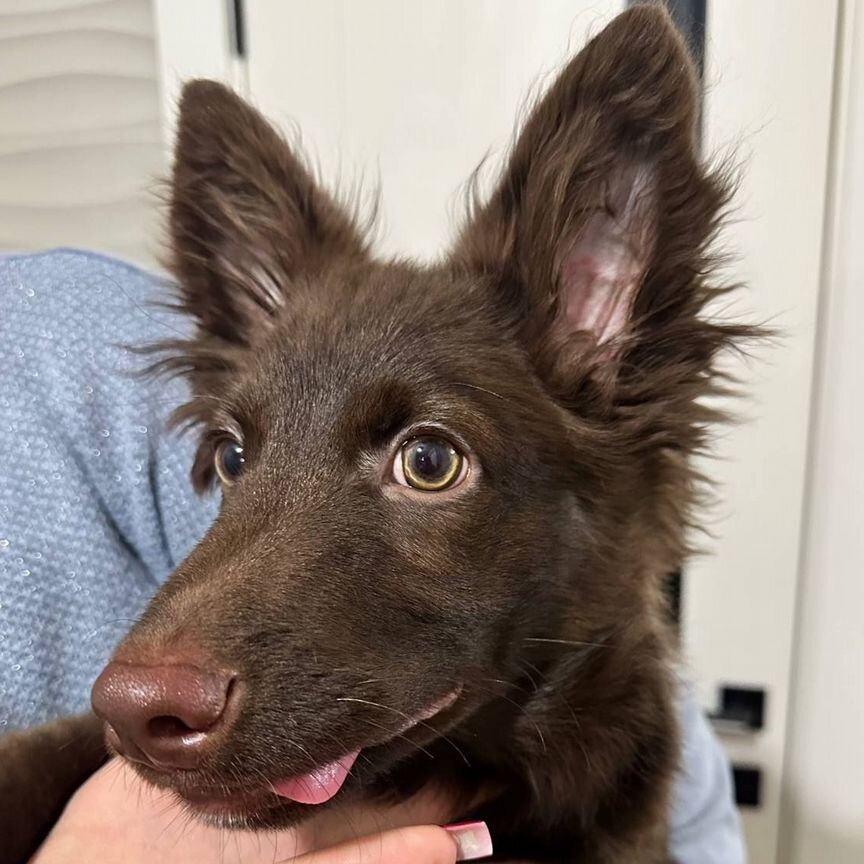 Щенок в добрые руки