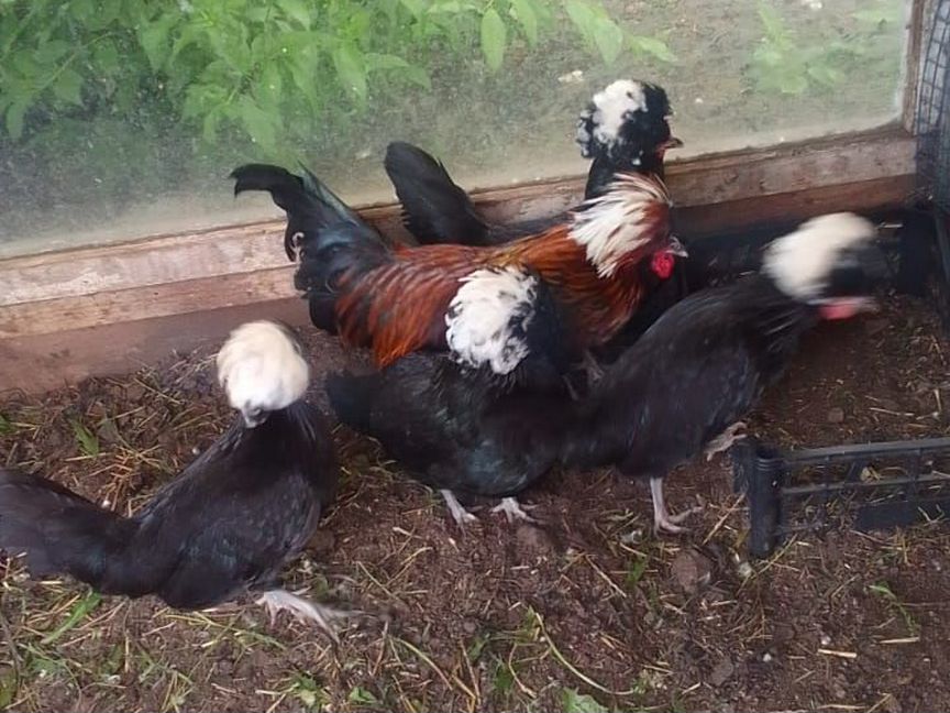 Инкубационное яйцо Белохохлые и Китайский щелк