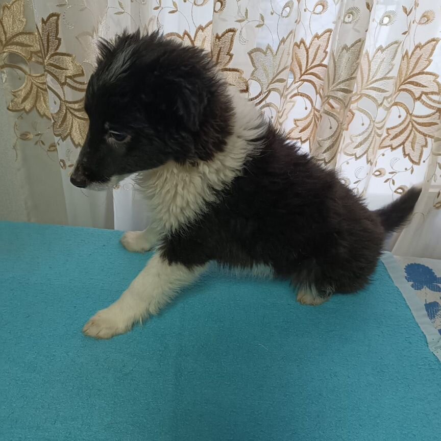 Щенулька ищет дом