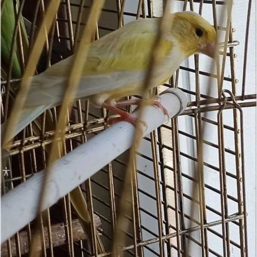 Кенарь поющий