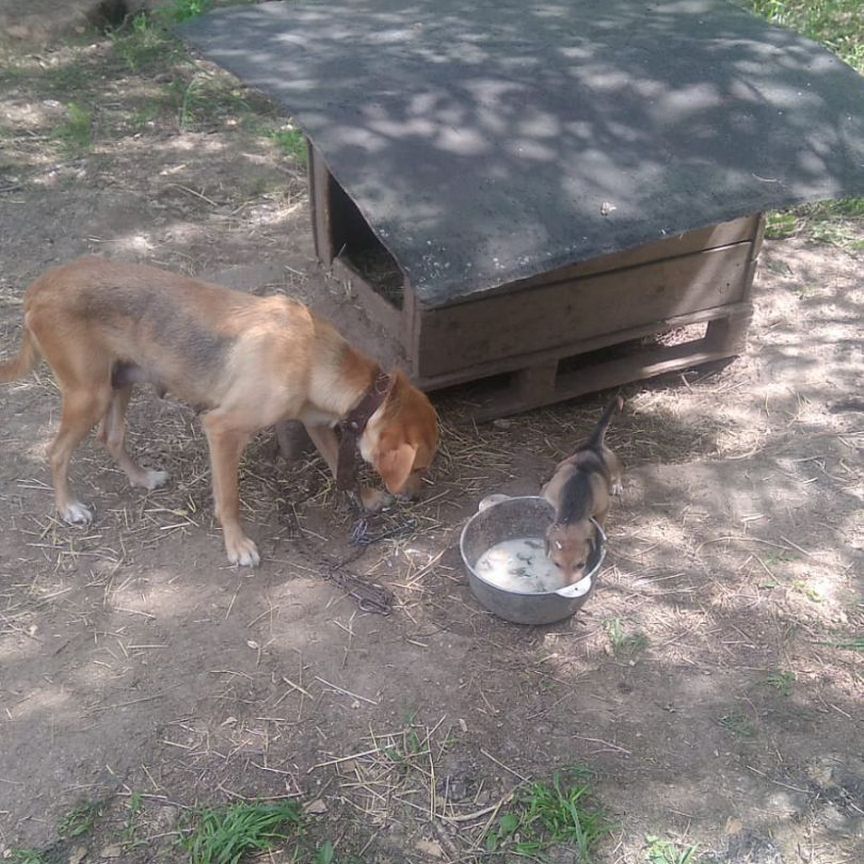 Щенки русской гончей