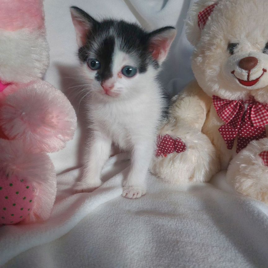 Котёнок в добрые руки