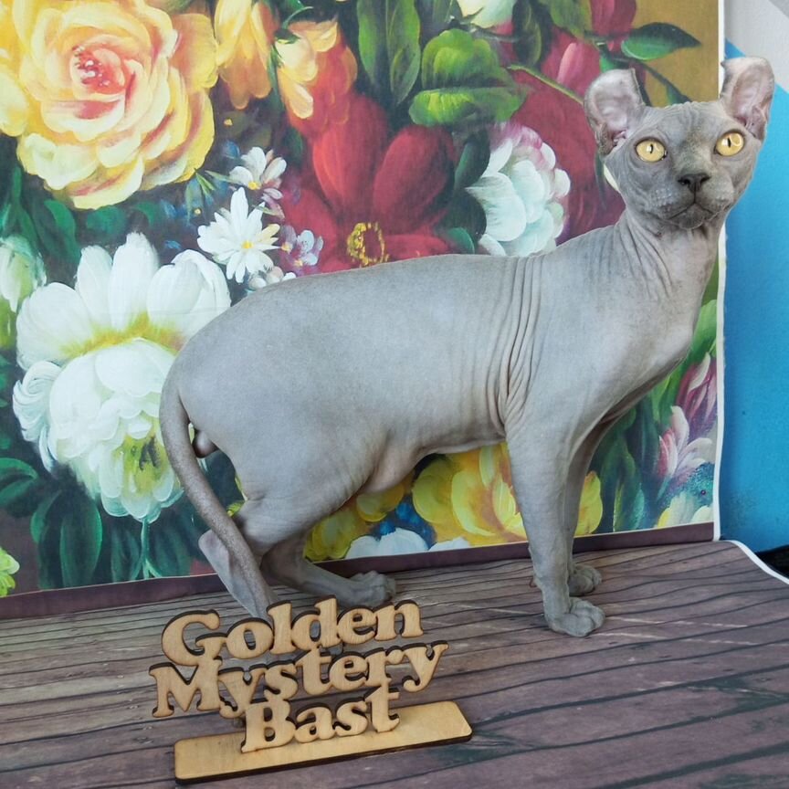 Сфинкс Эльф