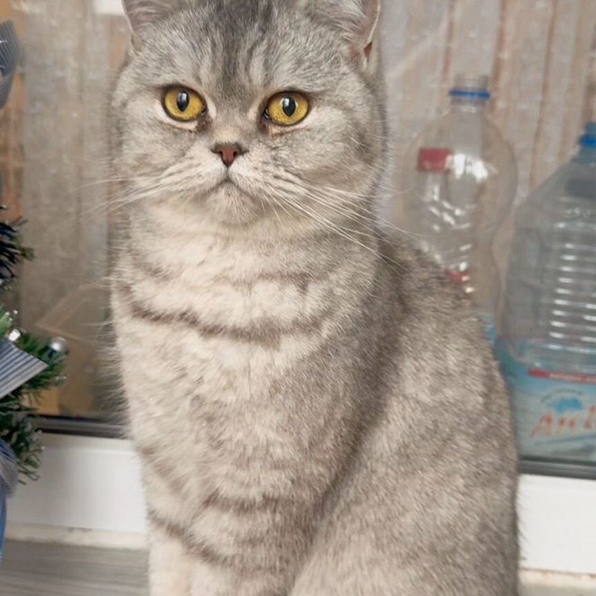 Шатланская кошка ищет хозяев