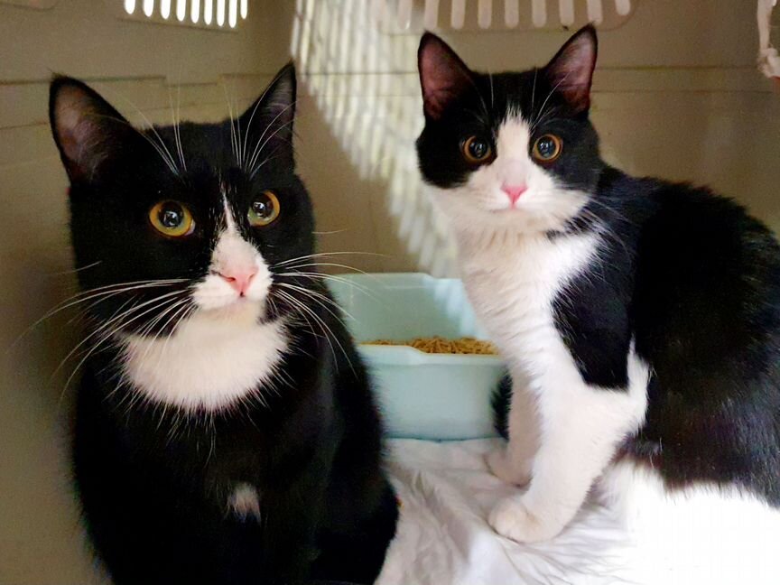 Котята, мальчик и девочка, 5 мес