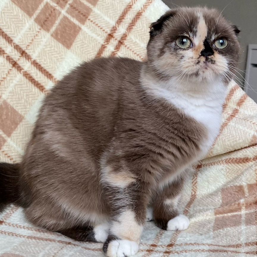 Шотландская вислоухая кошка