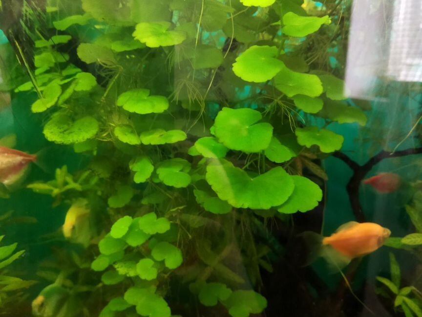 Аквариумное растение