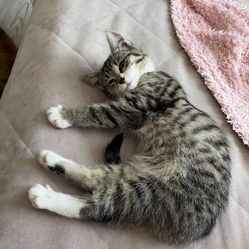Котенок