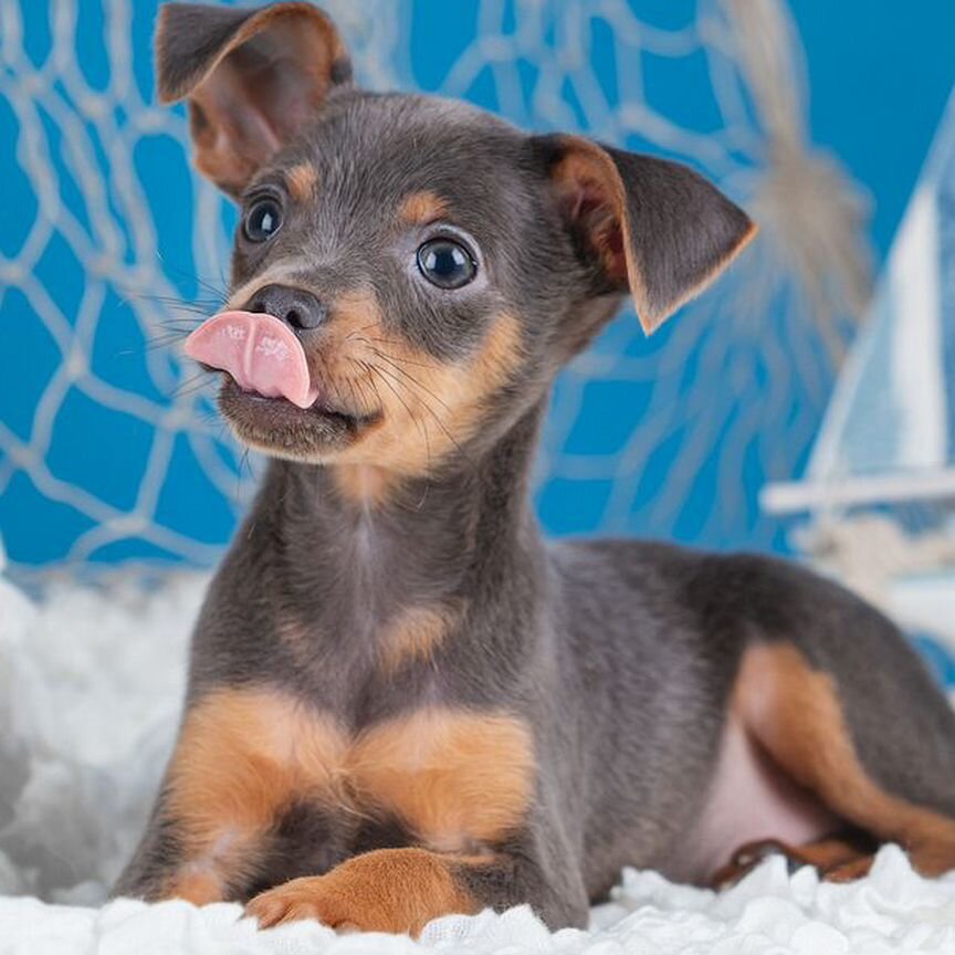 Гладкошерстный голубой кобель