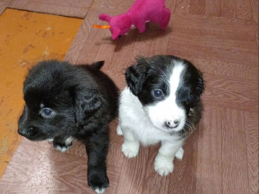 Щенки в добрые руки даром