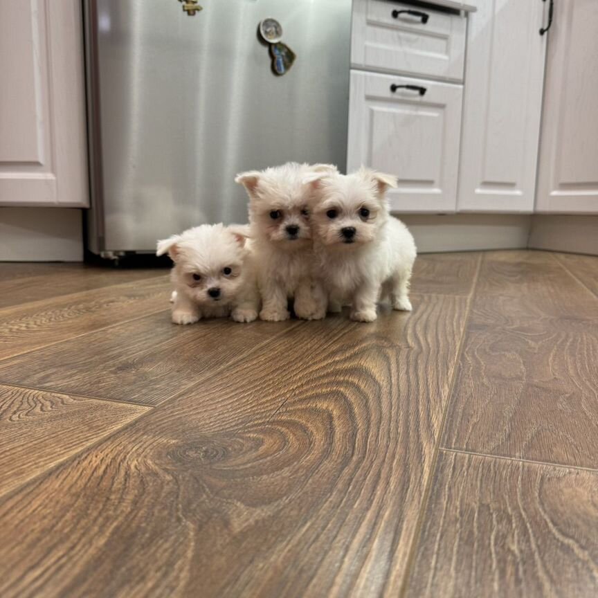 Мини мальтезе