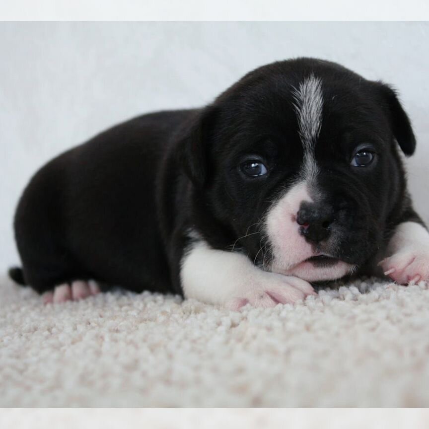 Черная девочка булли