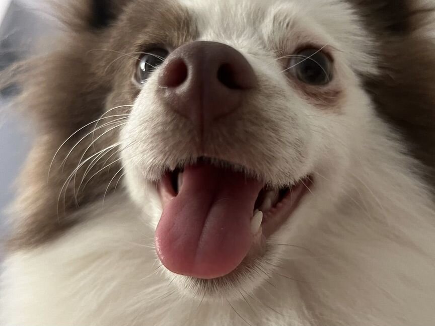 Малый немецкий шпиц