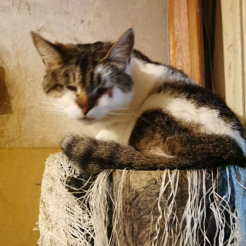 Кошка Ищет дом