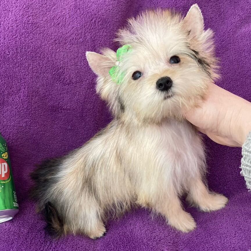 Йоркширский терьер, щенок