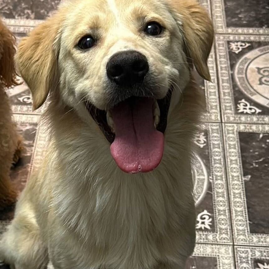 Умке около года метис гольдена