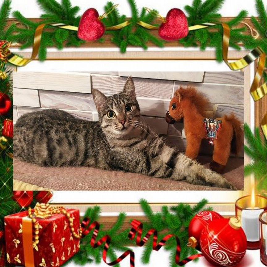 Котёнок от частного владельца