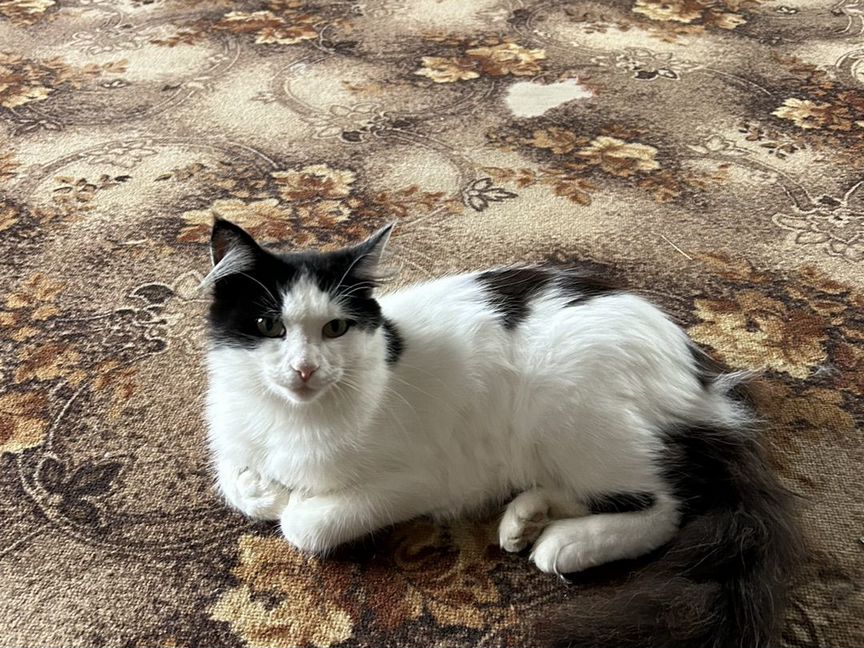 Кошки