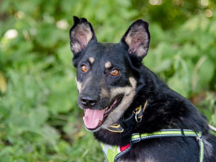 Чуткий и внимательный Фредди в добрые руки