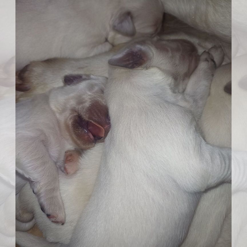 Золотистые ретриверы