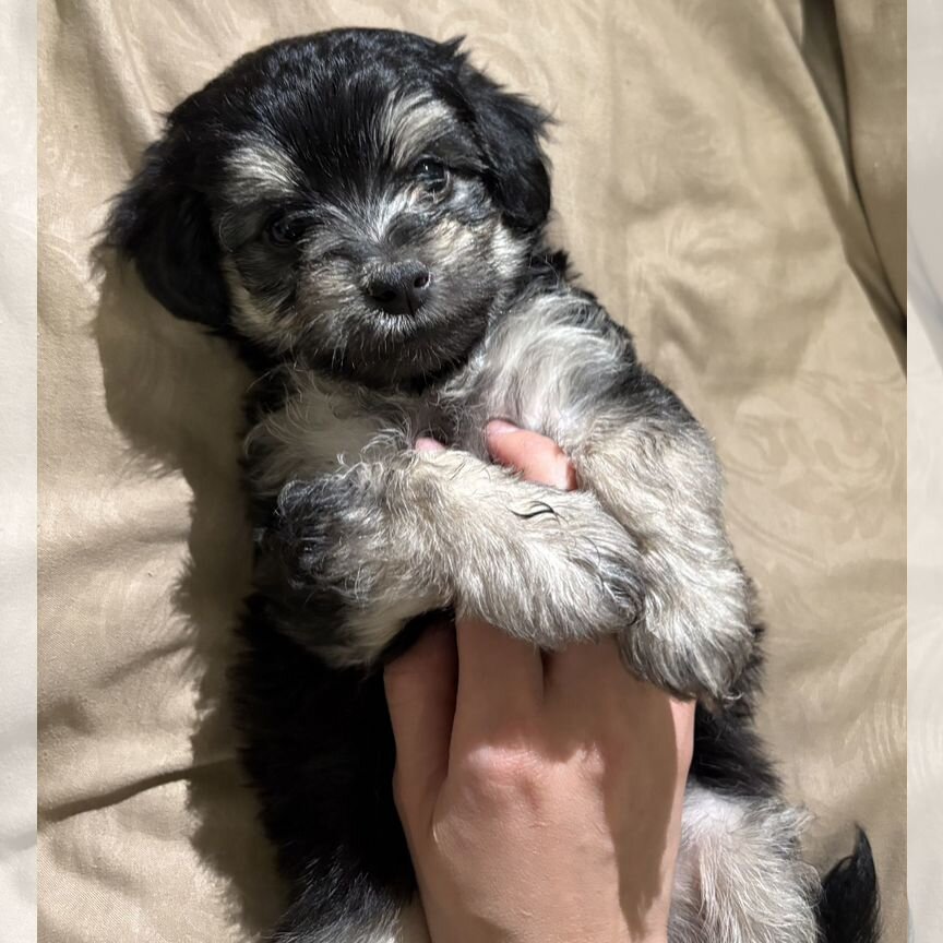 Йоркширский терьер, щенок