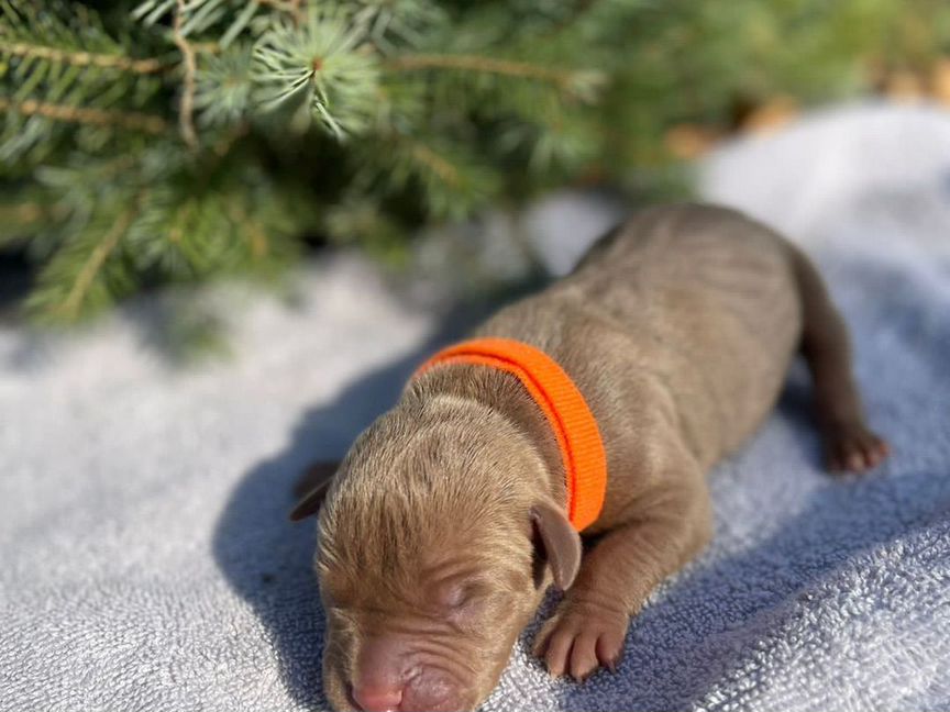 10 шикарных малышей,с документами