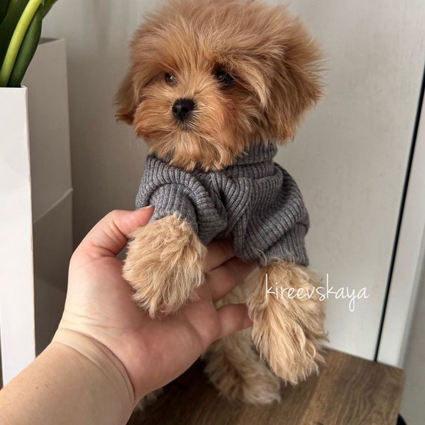 Мальтипу, щенок