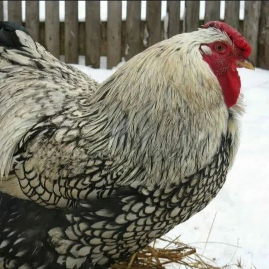 Петух виандот