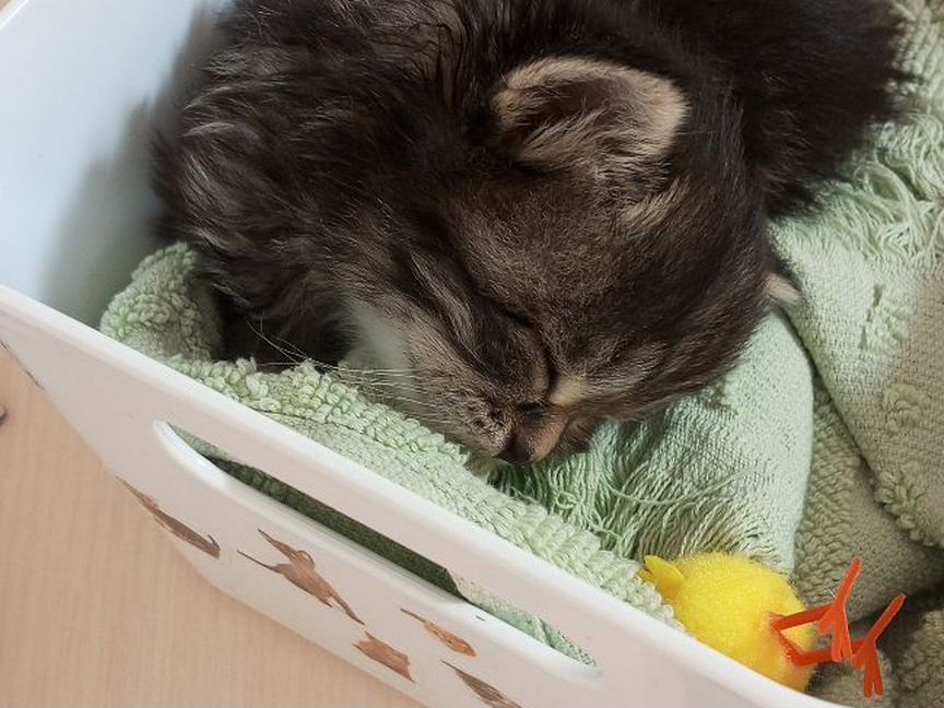 Кошечка почти 1 месяц отдам в добрые руки
