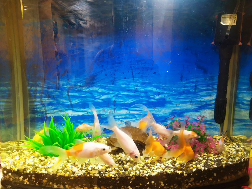 Аквариум продажа