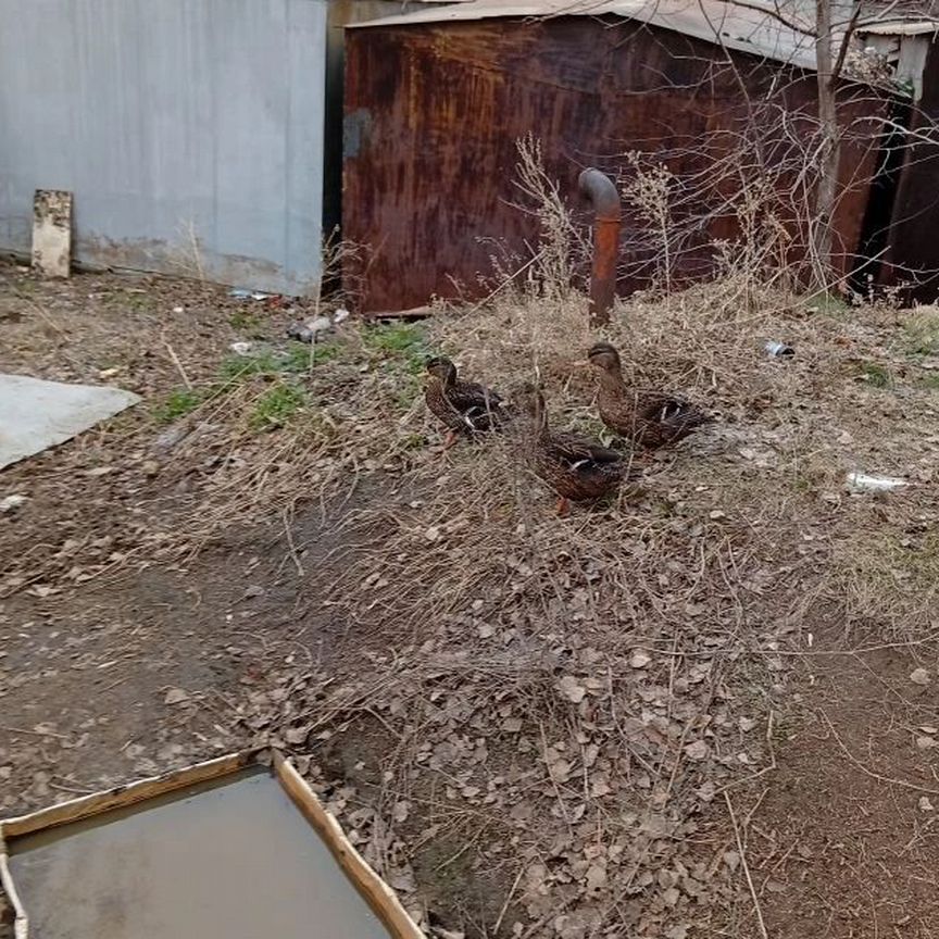 Подсадные утки