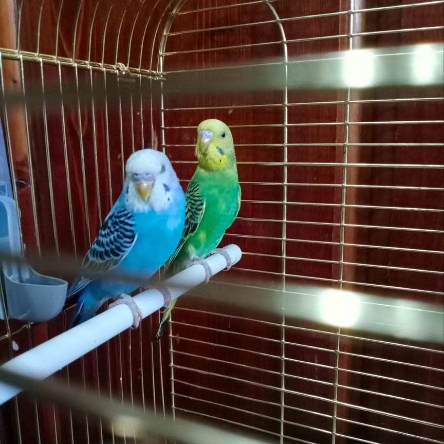 Волнистый попугай с клеткой