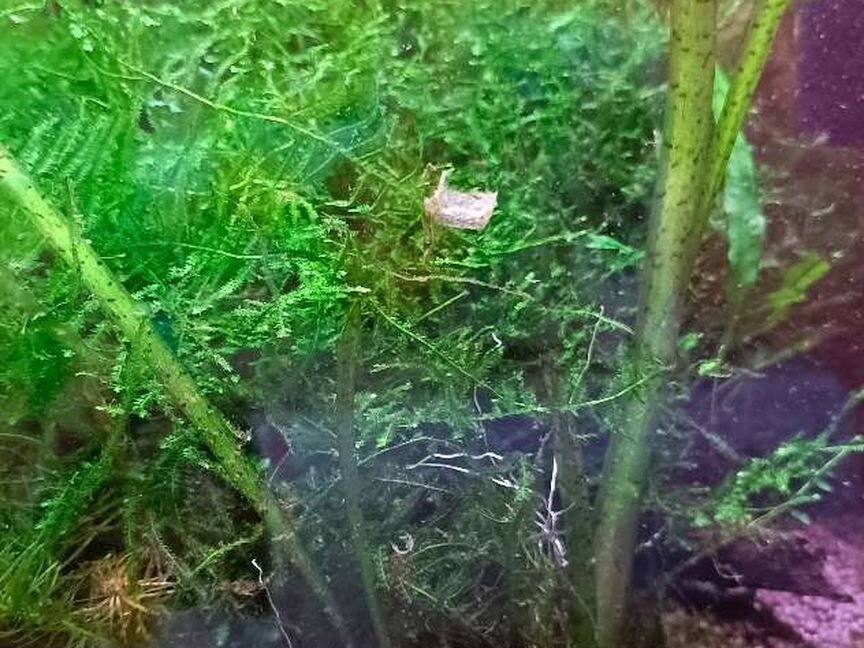 Валлиснерия тигровая