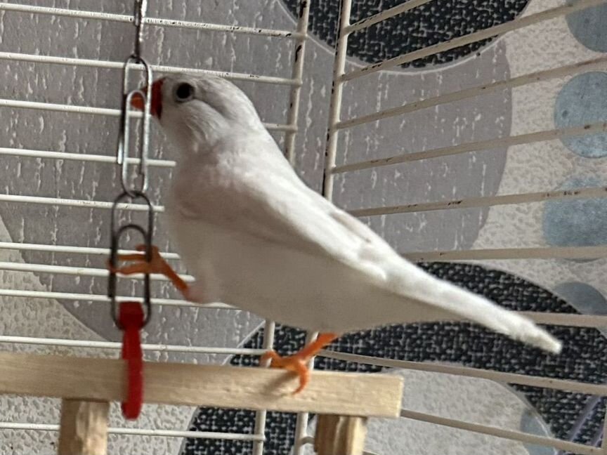 Амадина самка и самец зебровые