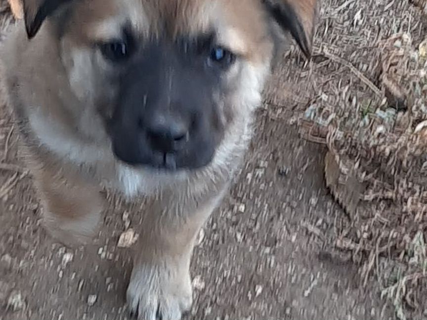 Щенуля в добрые руки