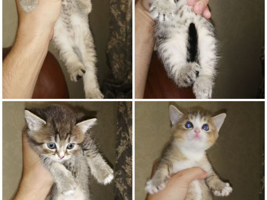 Кошечки, тик. британки, 20 авг, за вознаграж