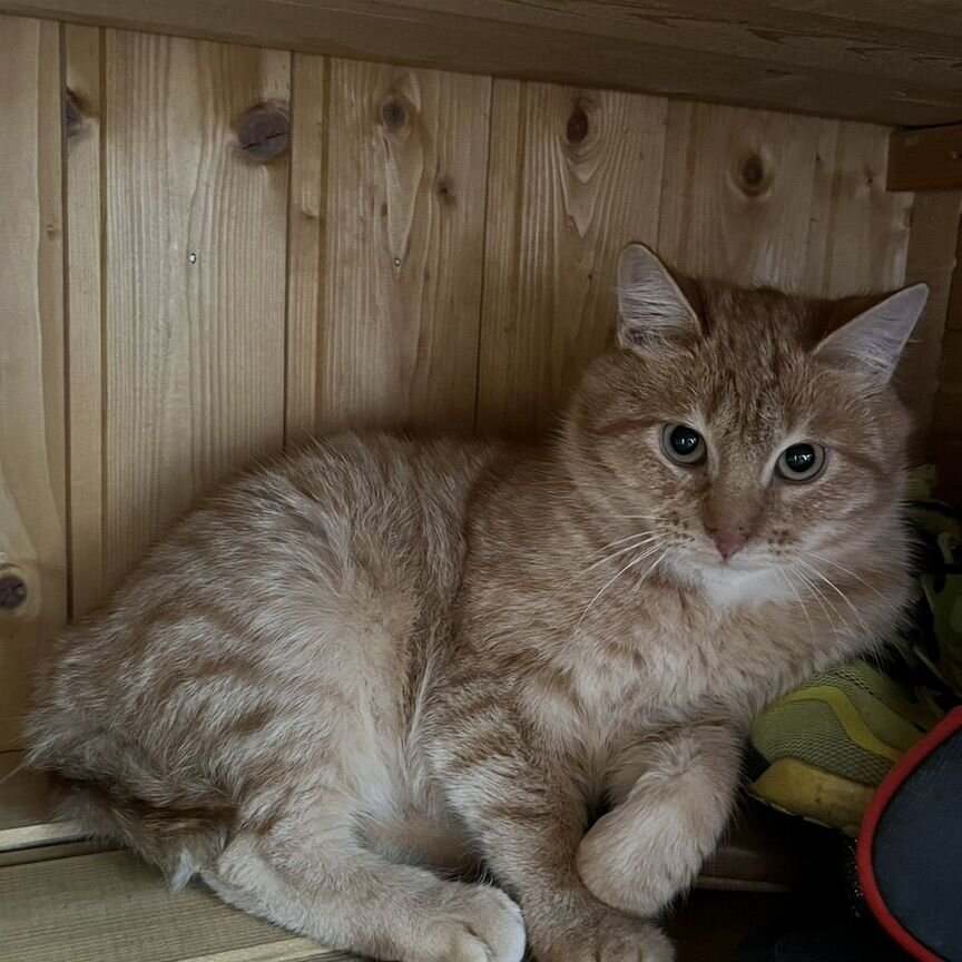 Котик рыжик