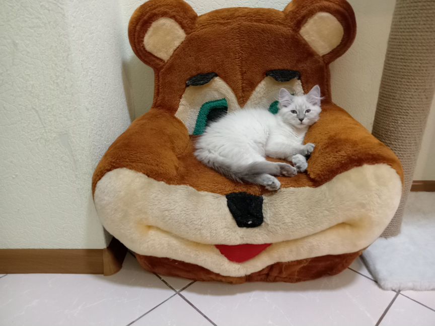 Котенок невский маскарад