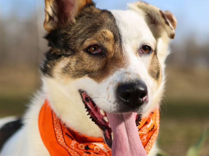 Олли ищет дом