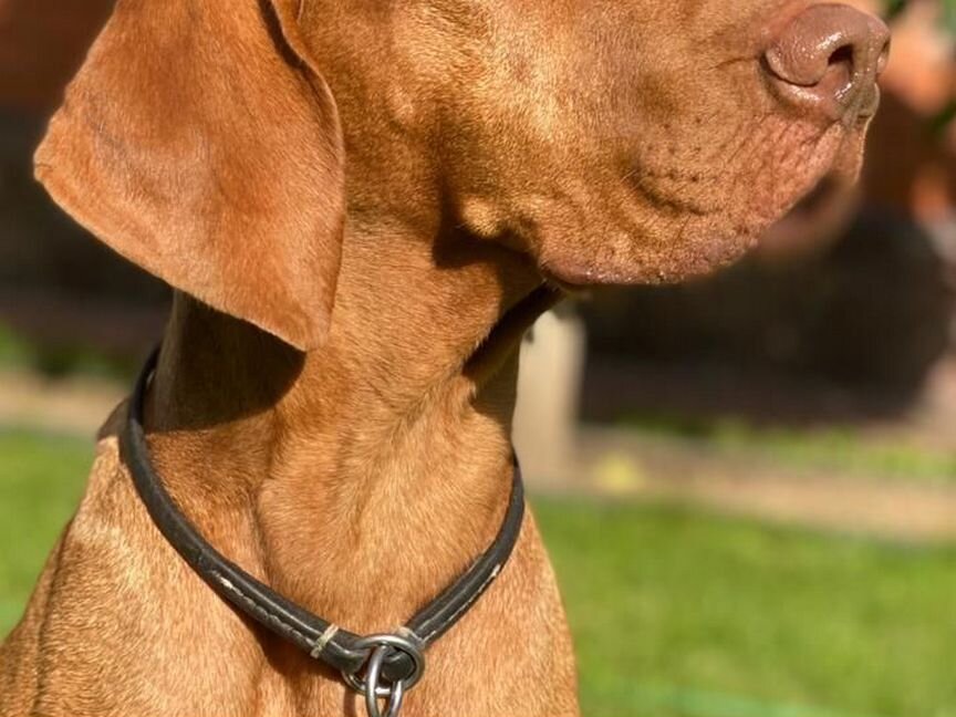 Венгерская выжла