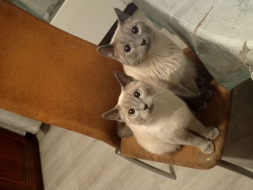 Тайские котята